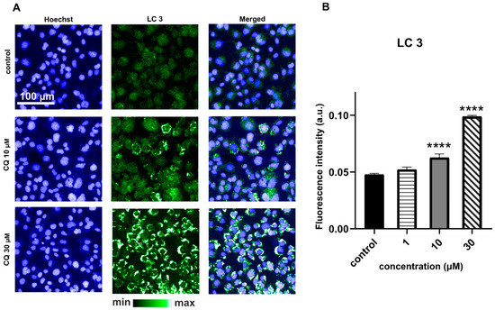 Chloroquine-Induced Accumulation of Autophagosomes and Lipids in the ...