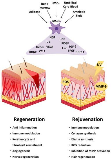 Applications of Mesenchymal Stem Cells in Skin Regeneration and ...