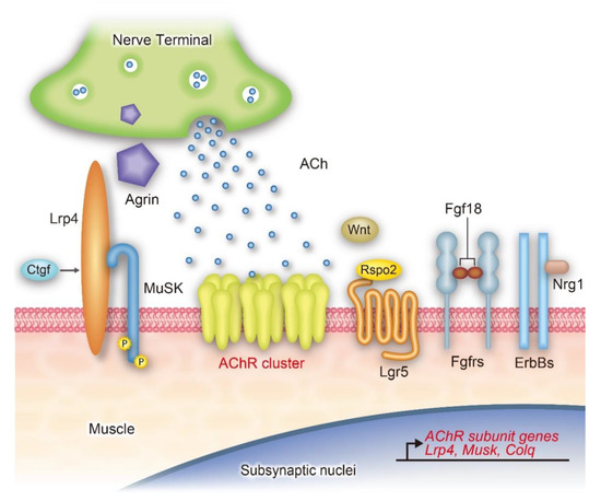 Secreted Signaling Molecules at the Neuromuscular Junction in ...