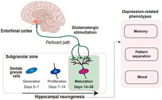 Neural Circuitry–Neurogenesis Coupling Model of Depression