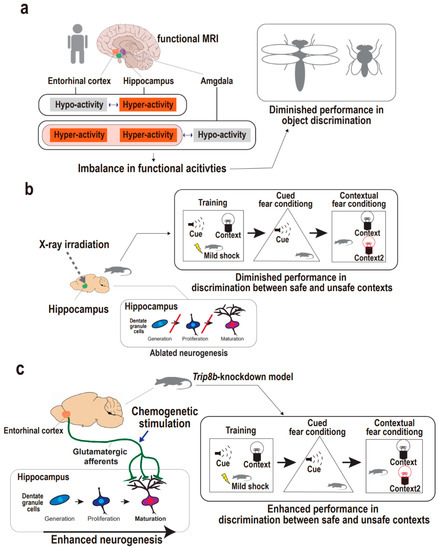 Neural Circuitry–Neurogenesis Coupling Model of Depression