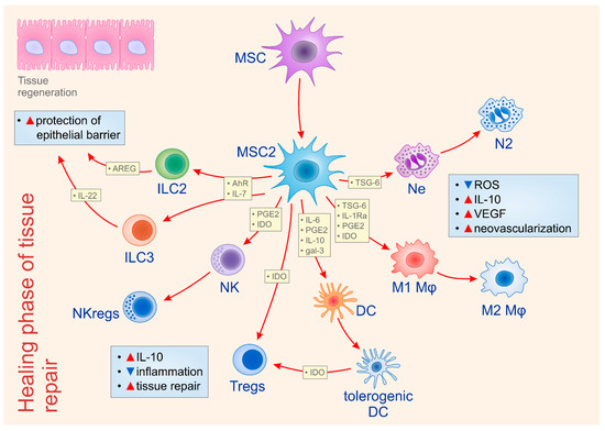 IJMS | Free Full-Text | The Cross-Talk between Mesenchymal Stem Cells ...