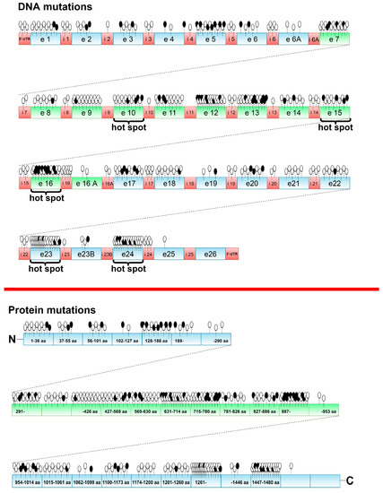 The Role of TCOF1 Gene in Health and Disease: Beyond Treacher Collins ...