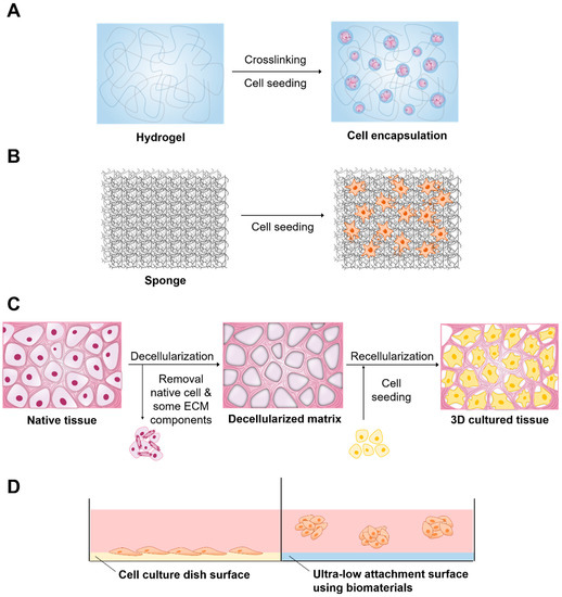 IJMS | Free Full-Text | Applications of Biomaterials in 3D Cell Culture ...