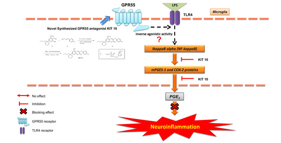 IJMS | Free Full-Text | Effects of a Novel GPR55 Antagonist on the ...