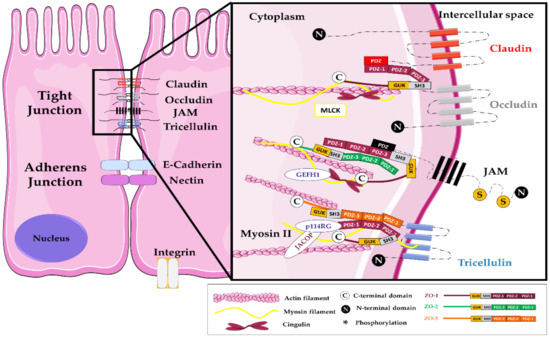 Tight Junctions as a Key for Pathogens Invasion in Intestinal ...