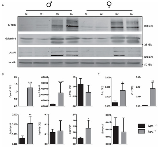 GCase and LIMP2 Abnormalities in the Liver of Niemann Pick Type C Mice