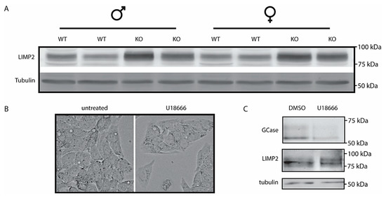 GCase and LIMP2 Abnormalities in the Liver of Niemann Pick Type C Mice