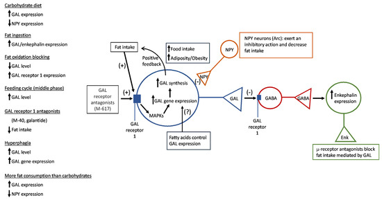 Neuropeptidergic Control of Feeding: Focus on the Galanin Family of ...