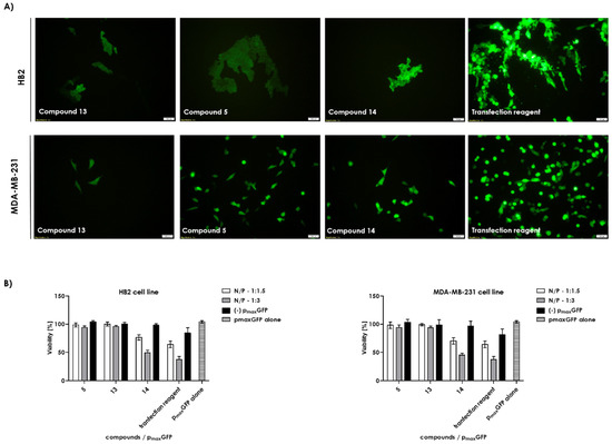 Novel Cell Permeable Polymers of N-Substituted L-2,3-Diaminopropionic ...