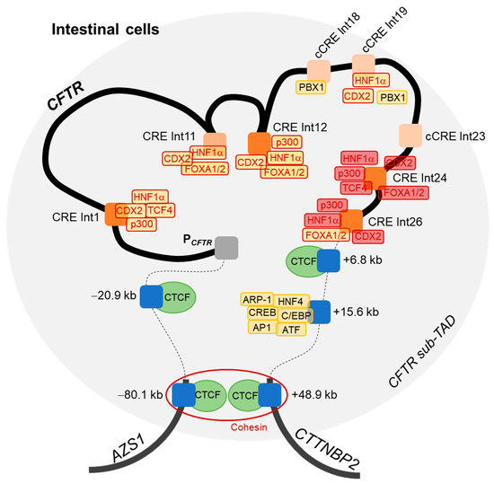 IJMS | Free Full-Text | CFTR Cooperative Cis-Regulatory Elements in ...