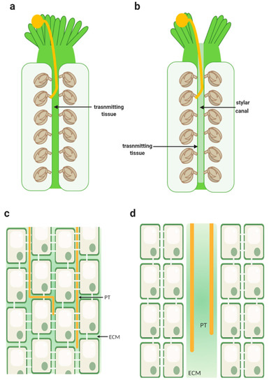 Paving the Way for Fertilization: The Role of the Transmitting Tract