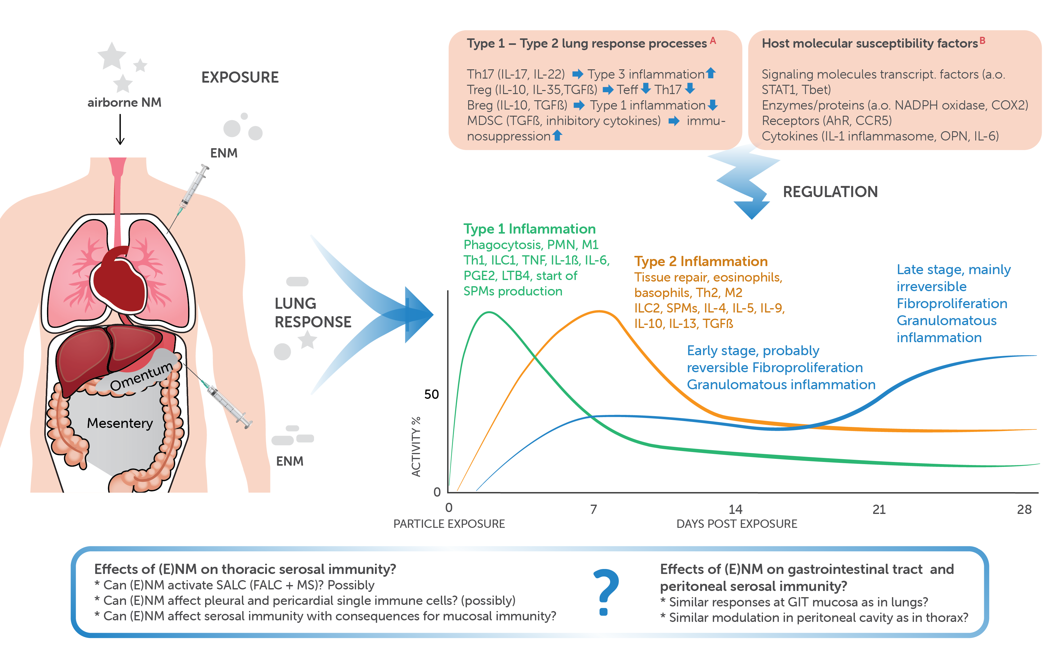 IJMS | Free Full-Text | Nanomaterials and the Serosal Immune System in ...