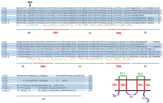 The Complex and Critical Role of Glycine 12 (G12) in Beta-Connexins of ...