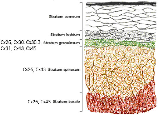 The Complex and Critical Role of Glycine 12 (G12) in Beta-Connexins of ...