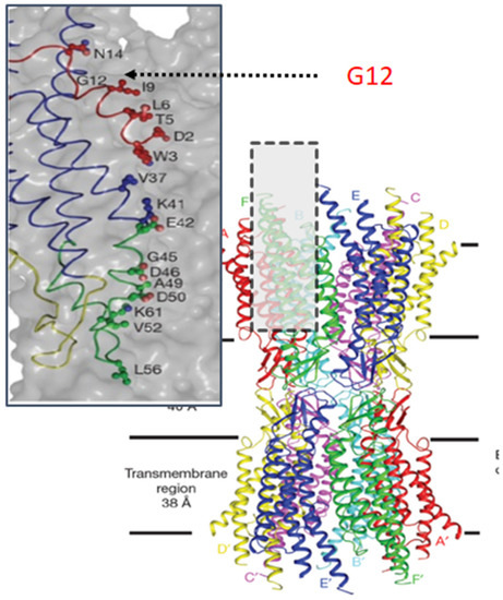 The Complex and Critical Role of Glycine 12 (G12) in Beta-Connexins of ...