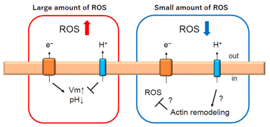 Regulation of Neutrophil Functions by Hv1/VSOP Voltage-Gated Proton ...