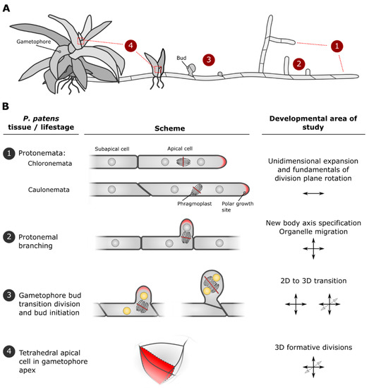 Physcomitrium patens: A Single Model to Study Oriented Cell Divisions ...