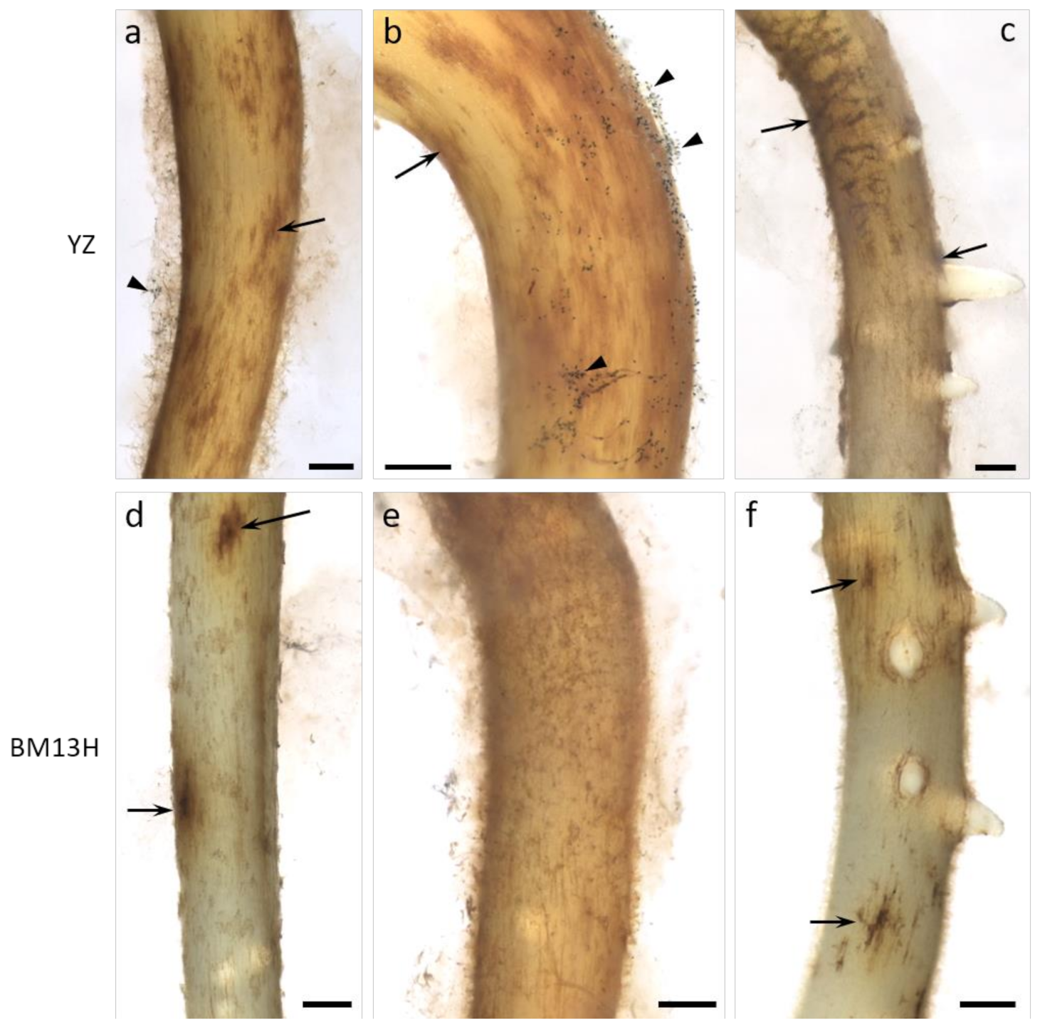 Characterization And Genetic Mapping Of Black Root Rot Resistance In