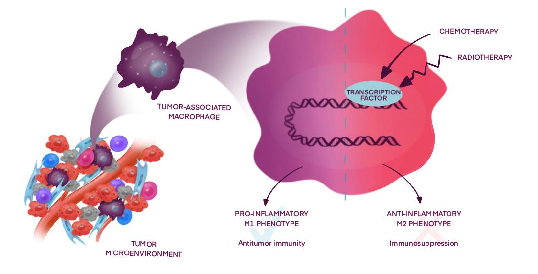 IJMS | Free Full-Text | How Macrophages Become Transcriptionally Dysregulated: A Hidden Impact ...