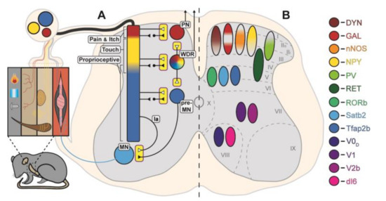 Spinal Inhibitory Interneurons: Gatekeepers of Sensorimotor Pathways