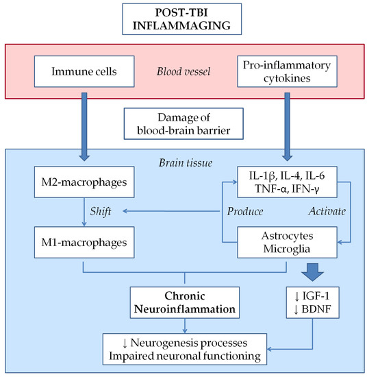 Neuroinflammation and Hypothalamo-Pituitary Dysfunction: Focus of ...
