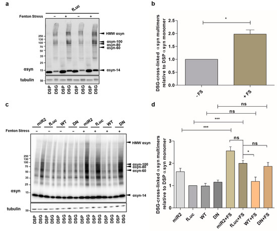 ATP13A2 Regulates Cellular α-Synuclein Multimerization, Membrane ...