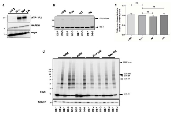 ATP13A2 Regulates Cellular α-Synuclein Multimerization, Membrane ...