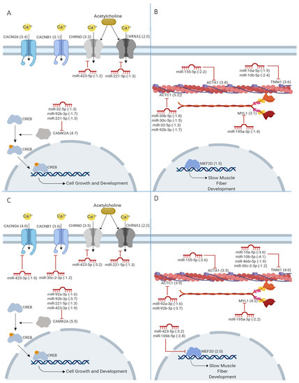 microRNA-mRNA Profile of Skeletal Muscle Differentiation and Relevance ...