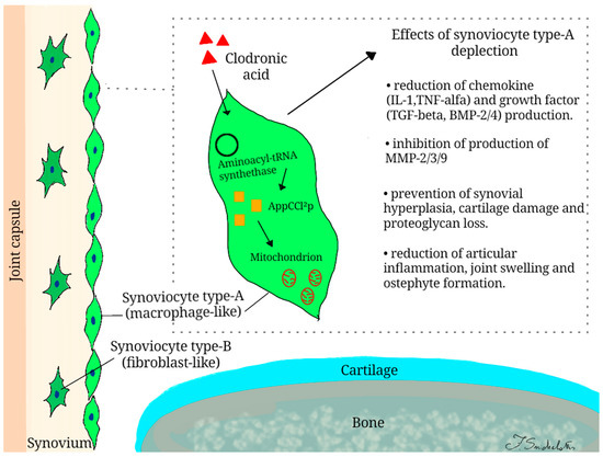 IJMS | Free Full-Text | The Rationale for the Intra-Articular ...