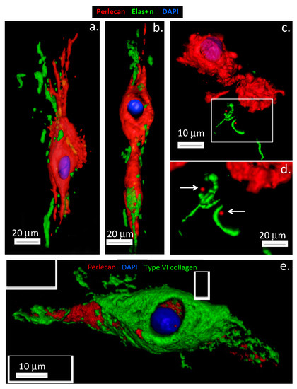IJMS | Free Full-Text | Perlecan in Pericellular Mechanosensory Cell ...
