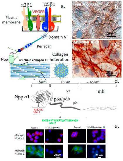 Perlecan in Pericellular Mechanosensory Cell-Matrix Communication ...