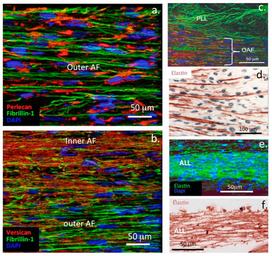 Perlecan in Pericellular Mechanosensory Cell-Matrix Communication ...