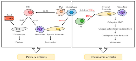 IJMS | Free Full-Text | The Role of Tumor Necrosis Factor Alpha (TNF-α) in Autoimmune Disease ...