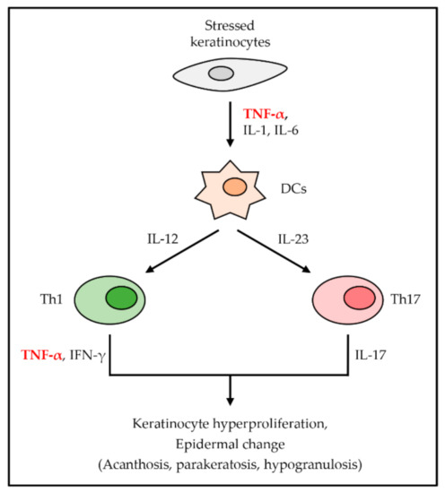 IJMS | Free Full-Text | The Role of Tumor Necrosis Factor Alpha (TNF-α ...