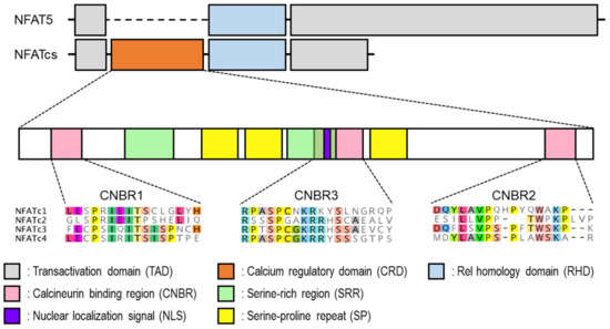 Isoform-Selective NFAT Inhibitor: Potential Usefulness and Development