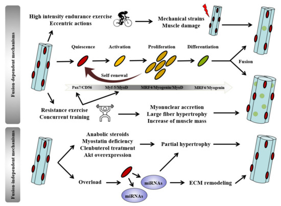 IJMS | Free Full-Text | Molecular Regulation of Skeletal Muscle Growth ...