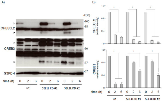 IJMS | Free Full-Text | Comparative Analysis of CREB3 and CREB3L2 ...