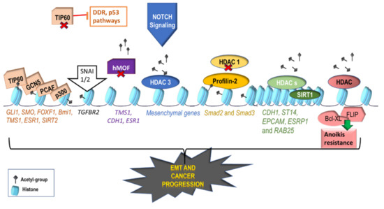 Prominent Role of Histone Modifications in the Regulation of Tumor ...