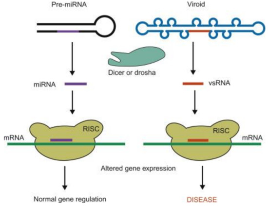 An Inside Look into Biological Miniatures: Molecular Mechanisms of Viroids