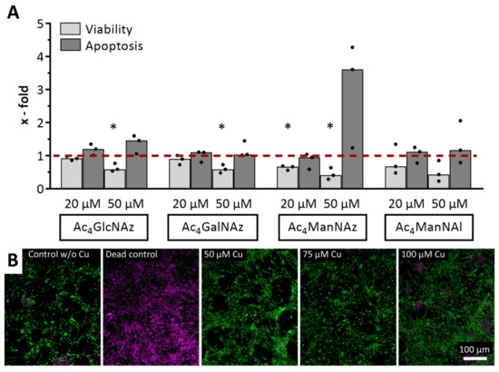 Metabolic Glycoengineering in hMSC-TERT as a Model for Skeletal ...