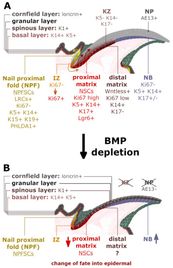 The Potential of Nail Mini-Organ Stem Cells in Skin, Nail and Digit ...
