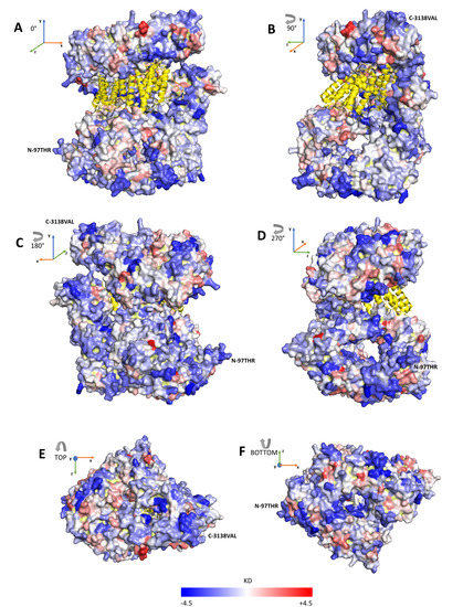 Huntingtin: A Protein with a Peculiar Solvent Accessible Surface