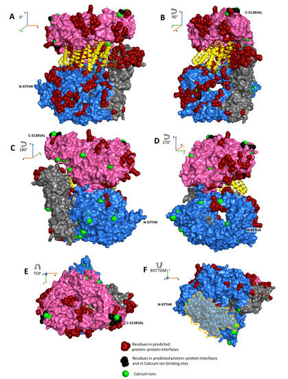 Huntingtin: A Protein with a Peculiar Solvent Accessible Surface
