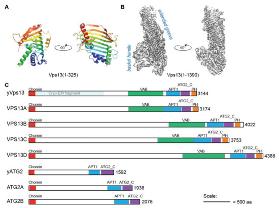 The Vps13 Family of Lipid Transporters and Its Role at Membrane Contact ...
