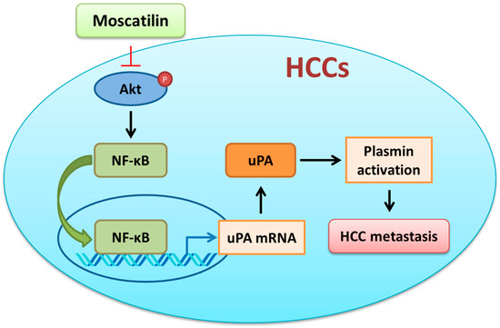 Moscatilin Inhibits Metastatic Behavior of Human Hepatocellular ...