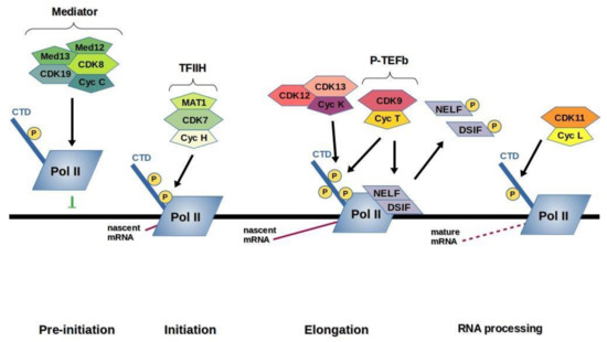 Cyclin-Dependent Kinases (CDK) and Their Role in Diseases Development ...