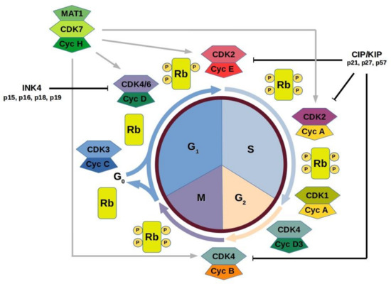 Cyclin-Dependent Kinases (CDK) and Their Role in Diseases Development ...