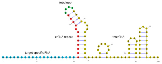 Electronic Circular Dichroism of the Cas9 Protein and gRNA:Cas9 ...