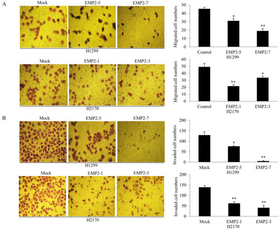 Epithelial Membrane Protein 2 Suppresses Non-Small Cell Lung Cancer ...